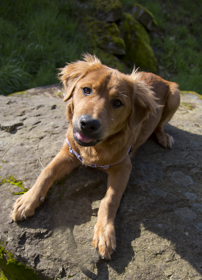 Shelter Dogs of Portland: "PATOOTIE" a cutie Golden Retriever mix pup!