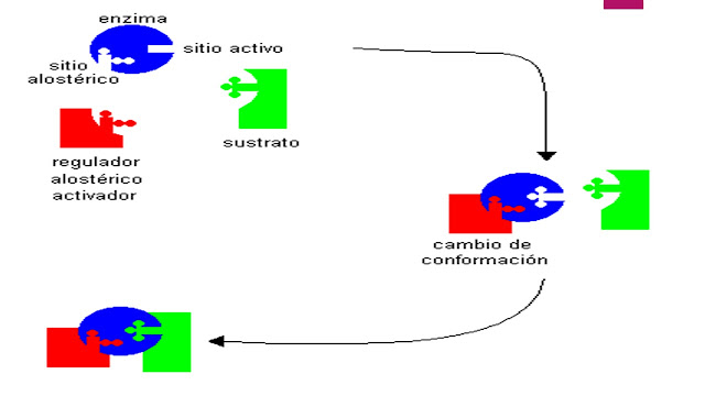 Bioquímica: Estructuras de enzimas y holoenzimas
