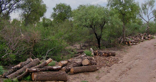 Cómo impacta la degradación de los bosques del noroeste cordobés en el ...