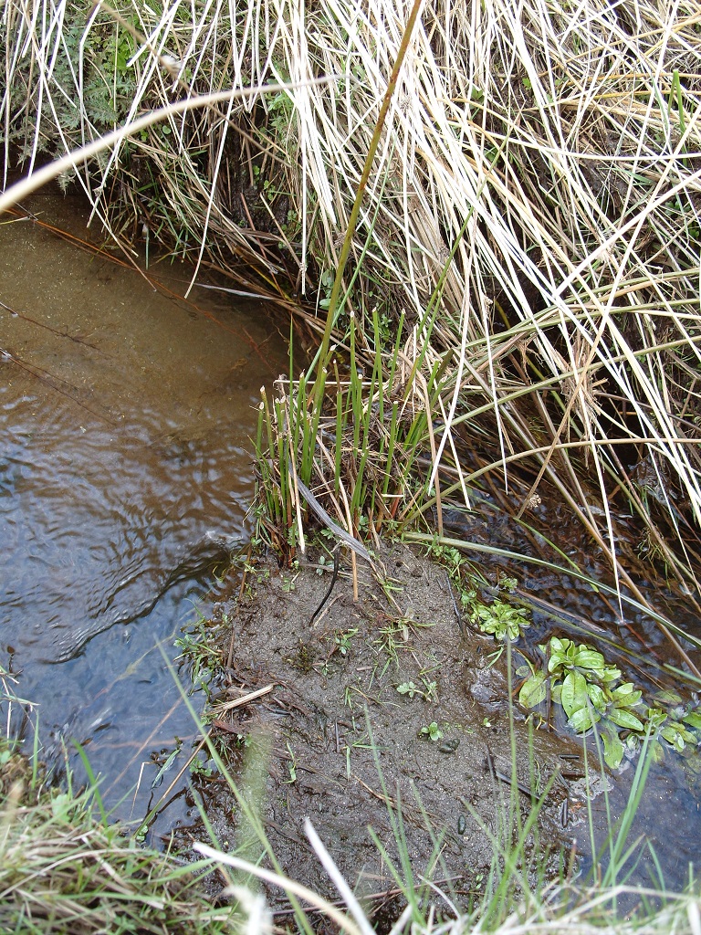 Kaimhill Ecology: Water Voles - signs and tracks