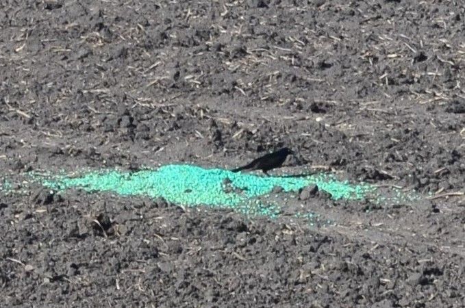 Safe Handling of Treated Seed