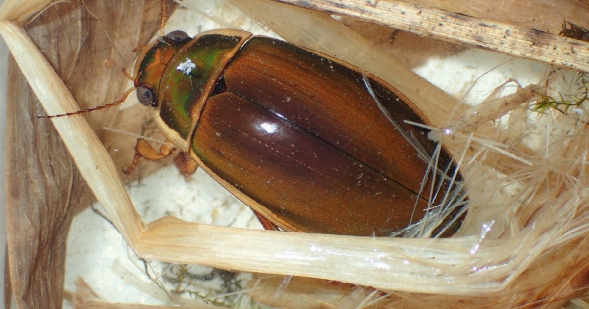 しみじみ牙蟲: ゲンゴロウモドキ Dytiscus dauricus Gebler, 1832