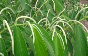 EWÉ ERVAS SAGRADAS ( SAGRED HERBS ): PRINCIPAIS ERVAS EM YORUBA