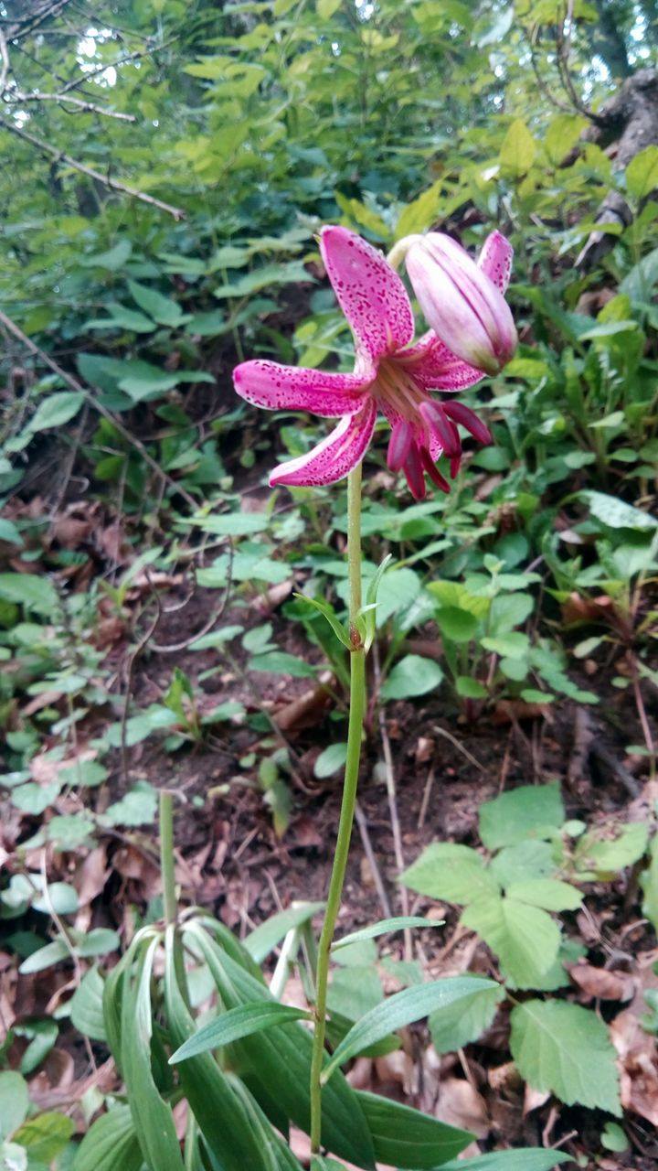 Adevărul de pretutindeni: CRINUL DE PĂDURE (LILIUM MARTAGON)