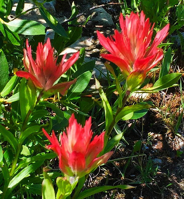 High Altitude Gardening: Hopes, Fears and A Non Gardening Year