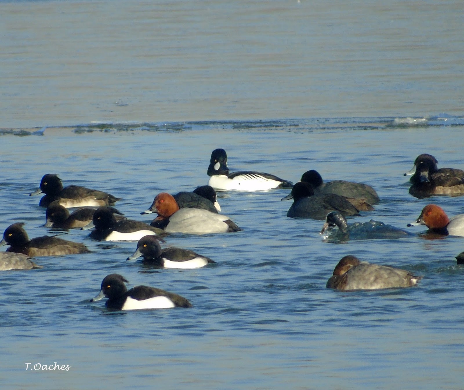 PASARI DIN ROMANIA: RATA MOTATA, Aythya fuligula