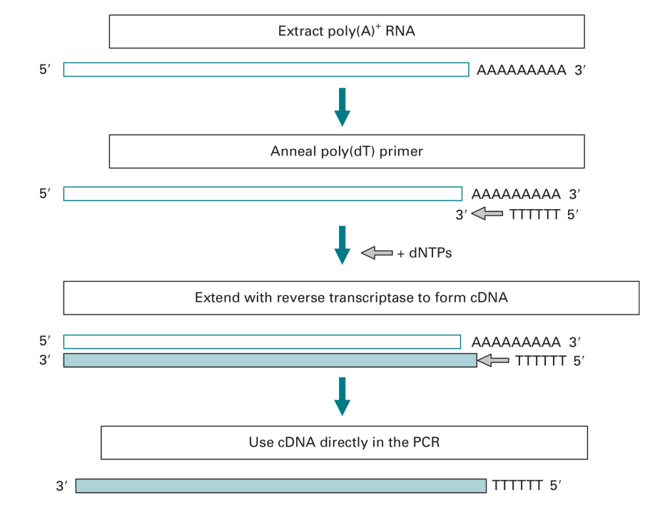 Biochemistry Class notes: Polymerase Chain reaction
