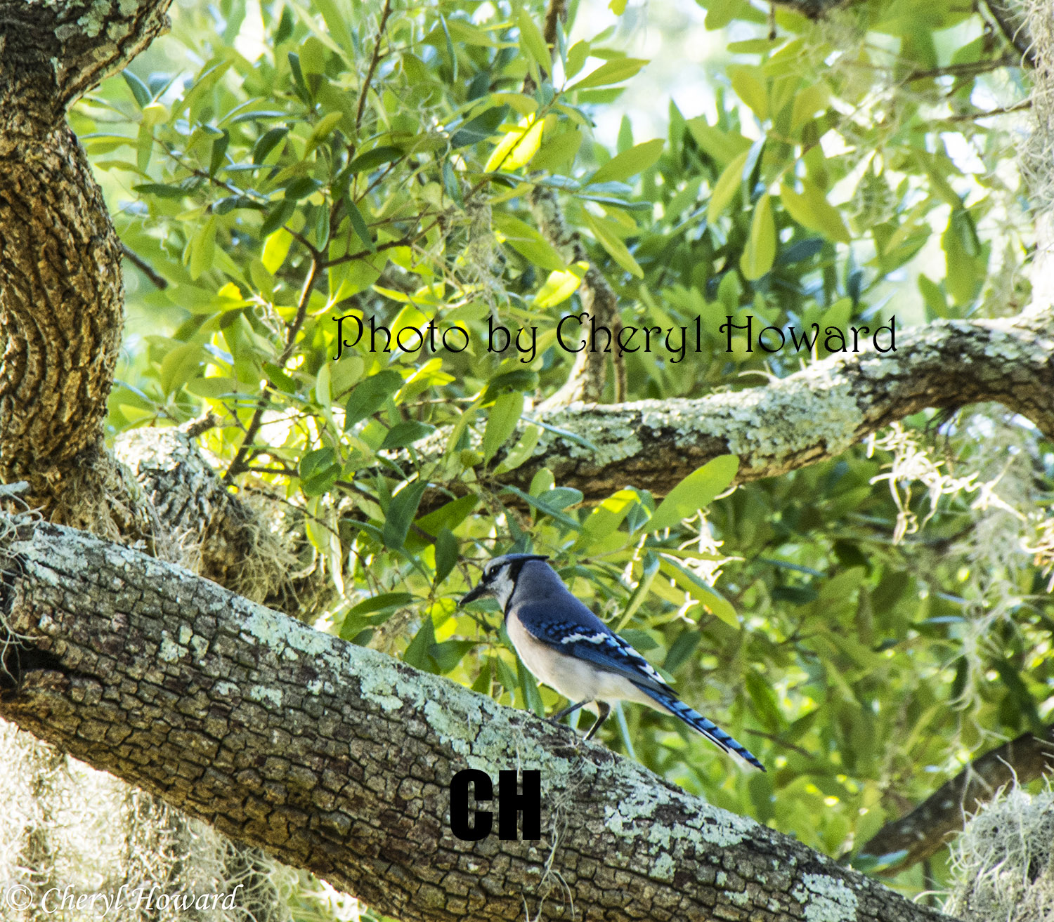 Jay … Blue Jay that is!