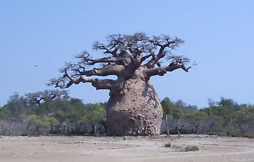 Gardens of my Life: BAOBÁ, Living witness to History