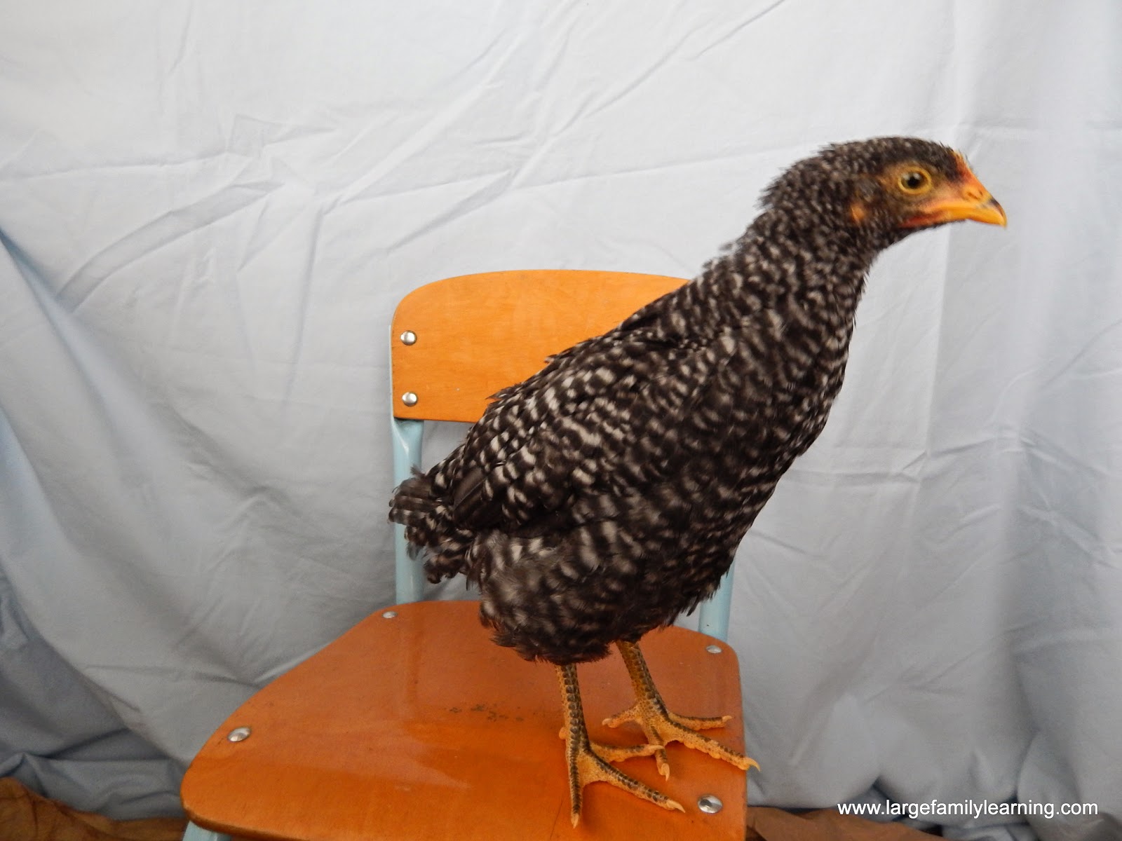 Large Family Learning : Raising Chickens: 6 Weeks Old