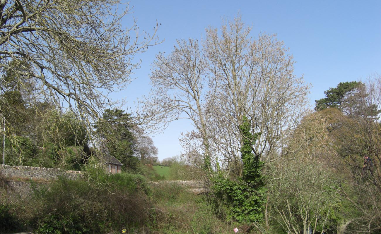 Soggibottom: The lesser spotted tree surgeon seen in South Devon.