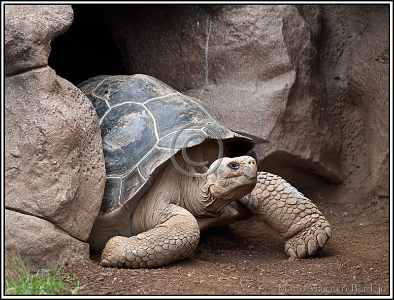 PERDIDO EN EL AMAZONAS: Chelonoidis nigra. Geochelone nigra (Tortuga de ...