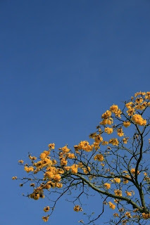 El gato azul: Una breve descripción de los ocobos