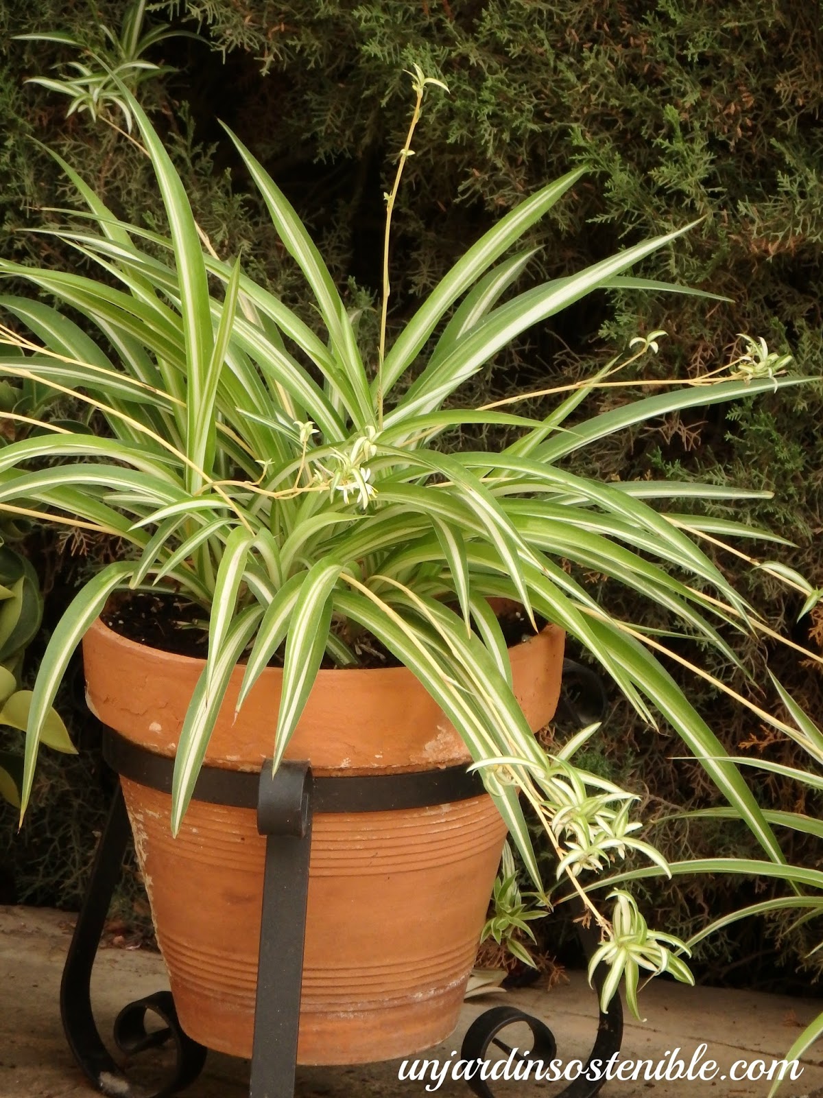 Chlorophytum comosum "variegatum" (Cintas, Mala madre, Lazo de amor etc)