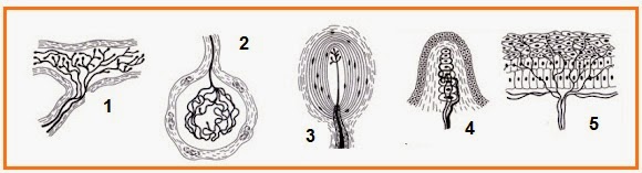 BIOLOGI GONZAGA: TEST SISTEM KOORDINASI