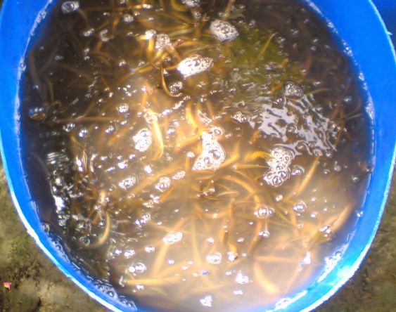 Cara Budidaya Belut - SARJANAKAWEDUA