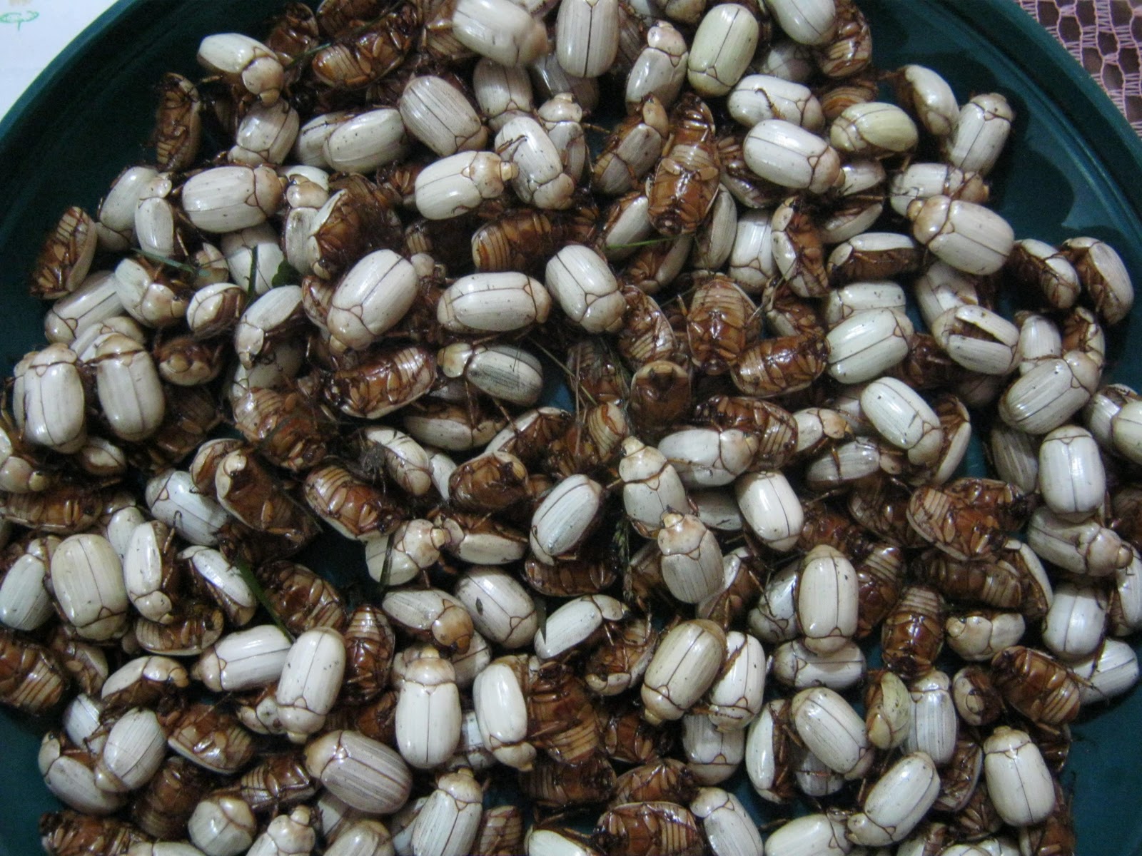 Alterfacso: CATZO BLANCO, TRADICIÓN ANDINA