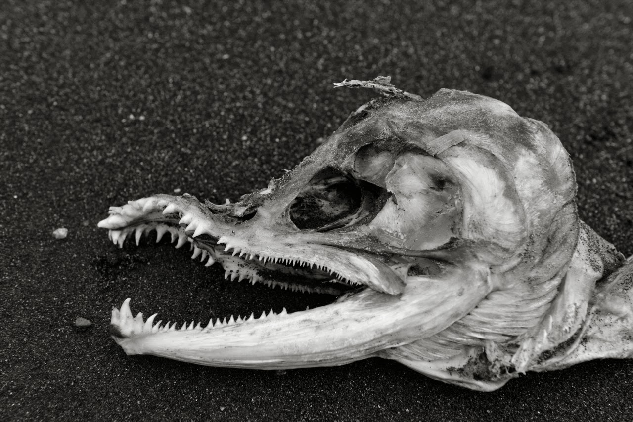 Gorge Fly Shop Blog: Apocalypse Now: When Zombies Attack!