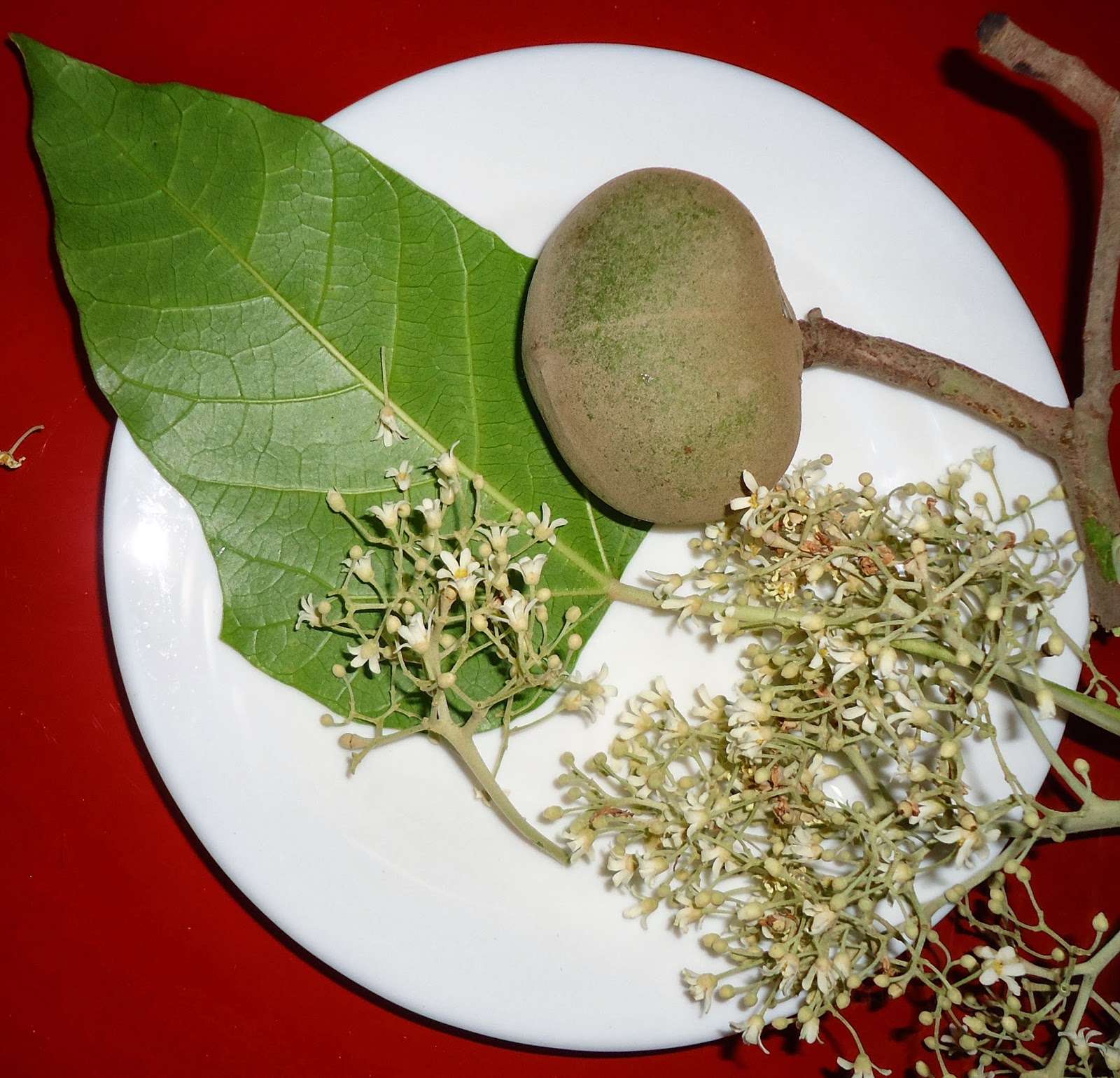 v e r d e c h a c o: Nuez de la India