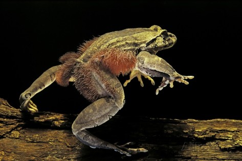 Princesa Rana: Cuando las ranas críen pelo