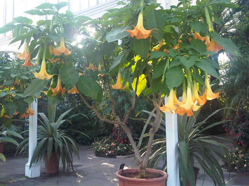 Earth and Space News: Borrachero Trees in Elementary's The Visions of ...