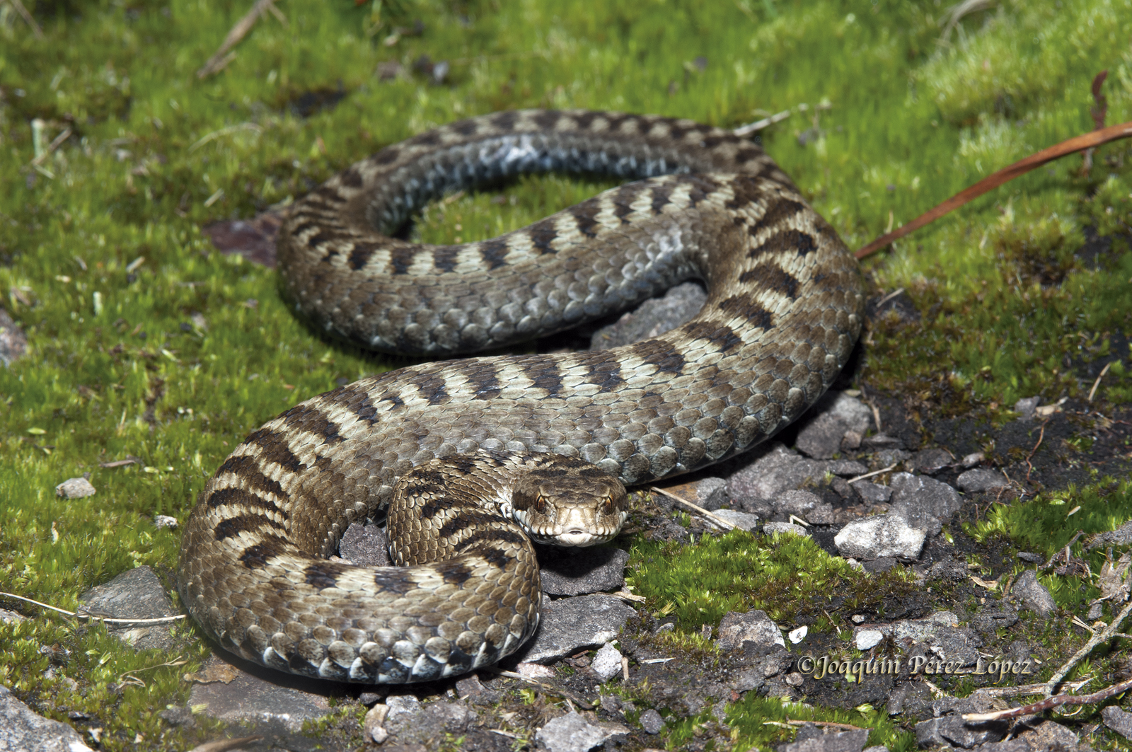 FOTO Y VIDA SALVAJE: VÍBORA DE SEOANE