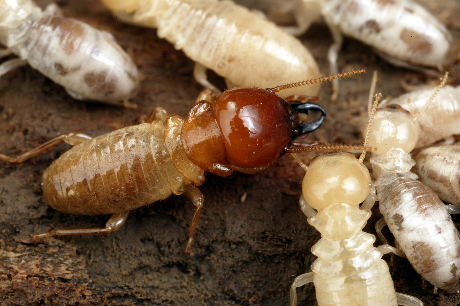 10 Year Termite and Ant Treatment with Termidor - Kill and Prevent ...