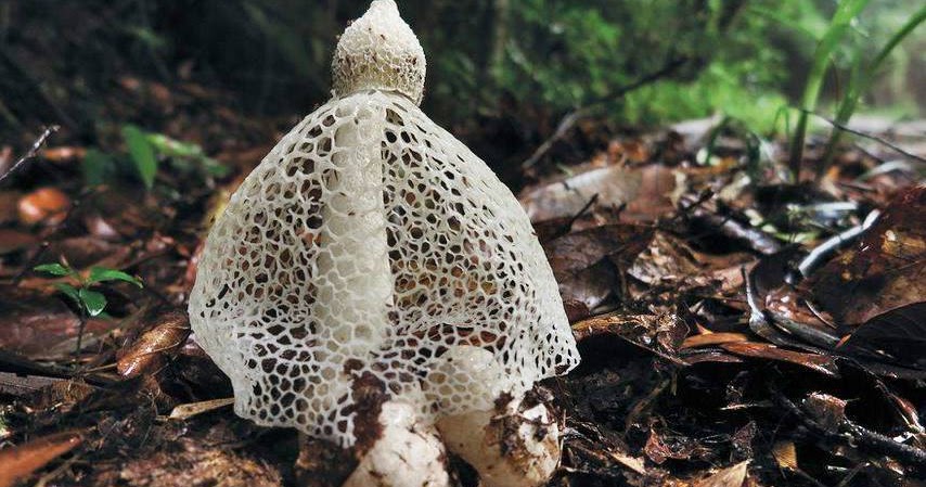 Felfedeztek egy gombát, ami megeszi a műanyagot, más gombák ...