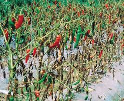 PETANI CABE KLANDERAN: Layu Fusarium