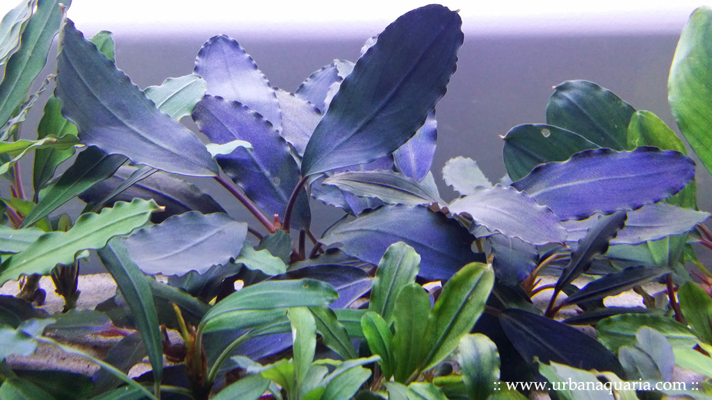 Urban Aquaria: 32 Litre "Bucephalandra Garden" Tank