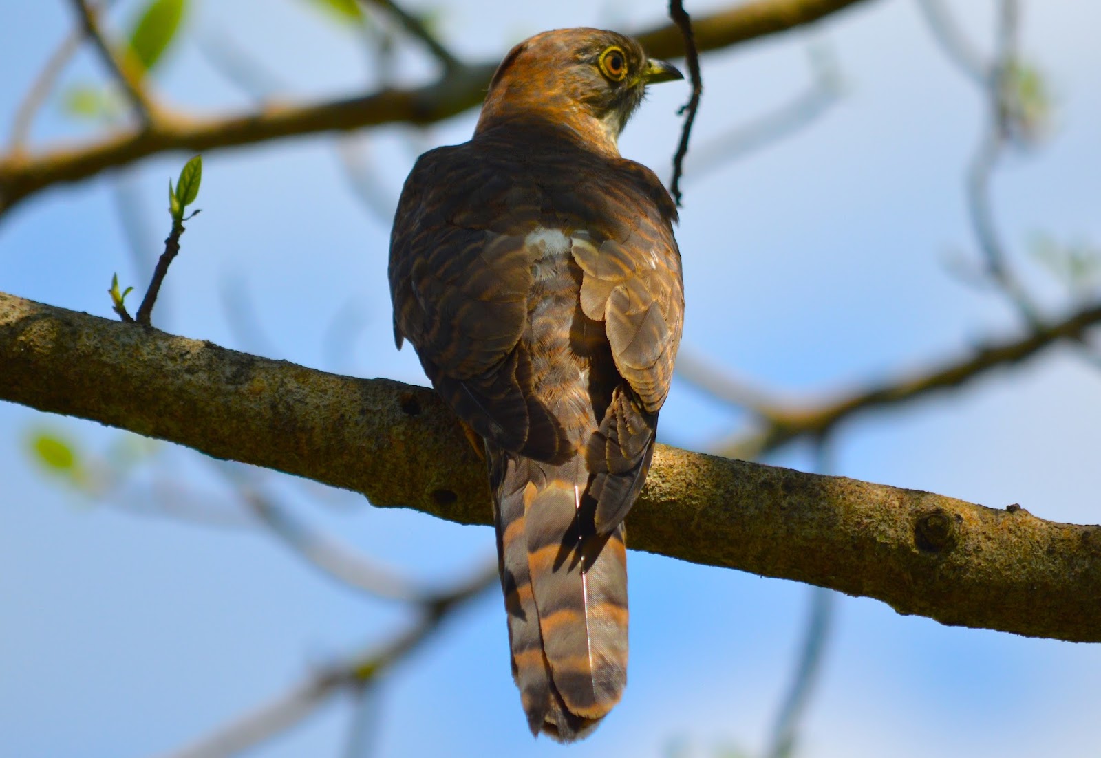 Birds of India: Common Hawk-Cuckoo : പേക്കുയിൽ