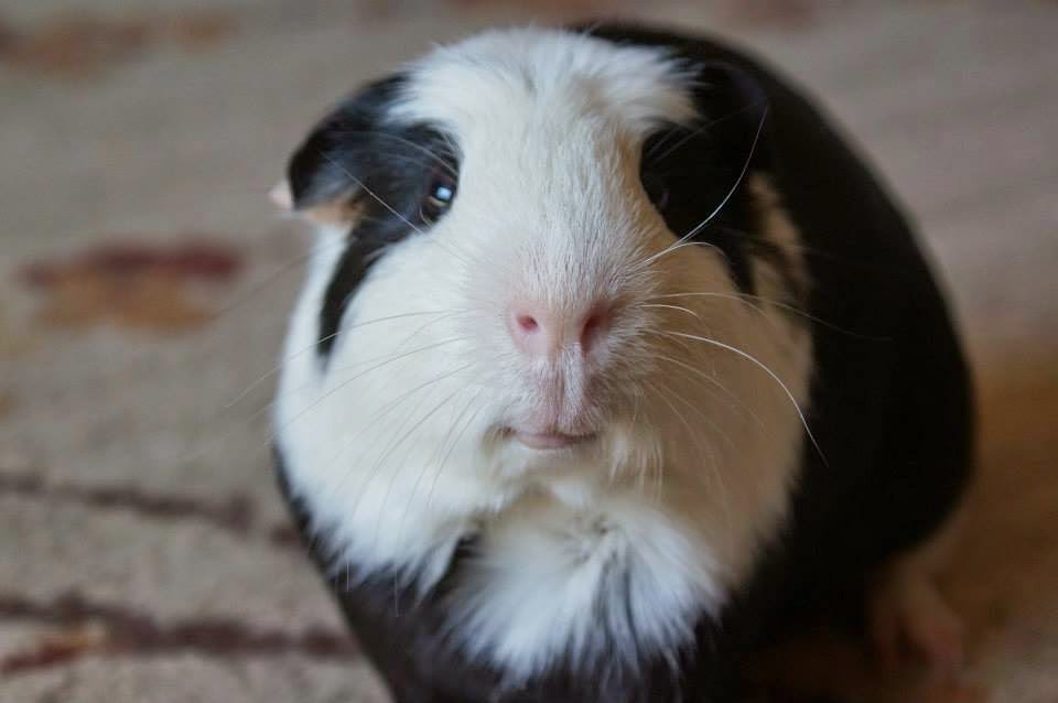 The Guinea Pig Daily