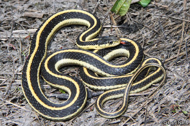 Woodsterman: GARDEN SNAKES CAN BE DANGEROUS