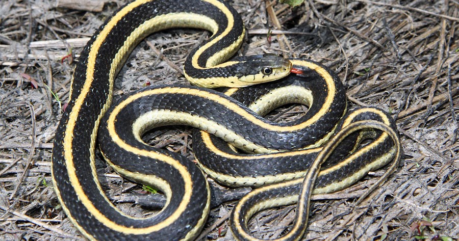 Woodsterman: GARDEN SNAKES CAN BE DANGEROUS