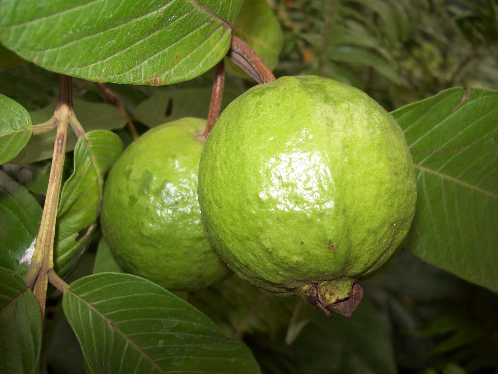 Indian flowers and herbs: Guava- the Health giver.