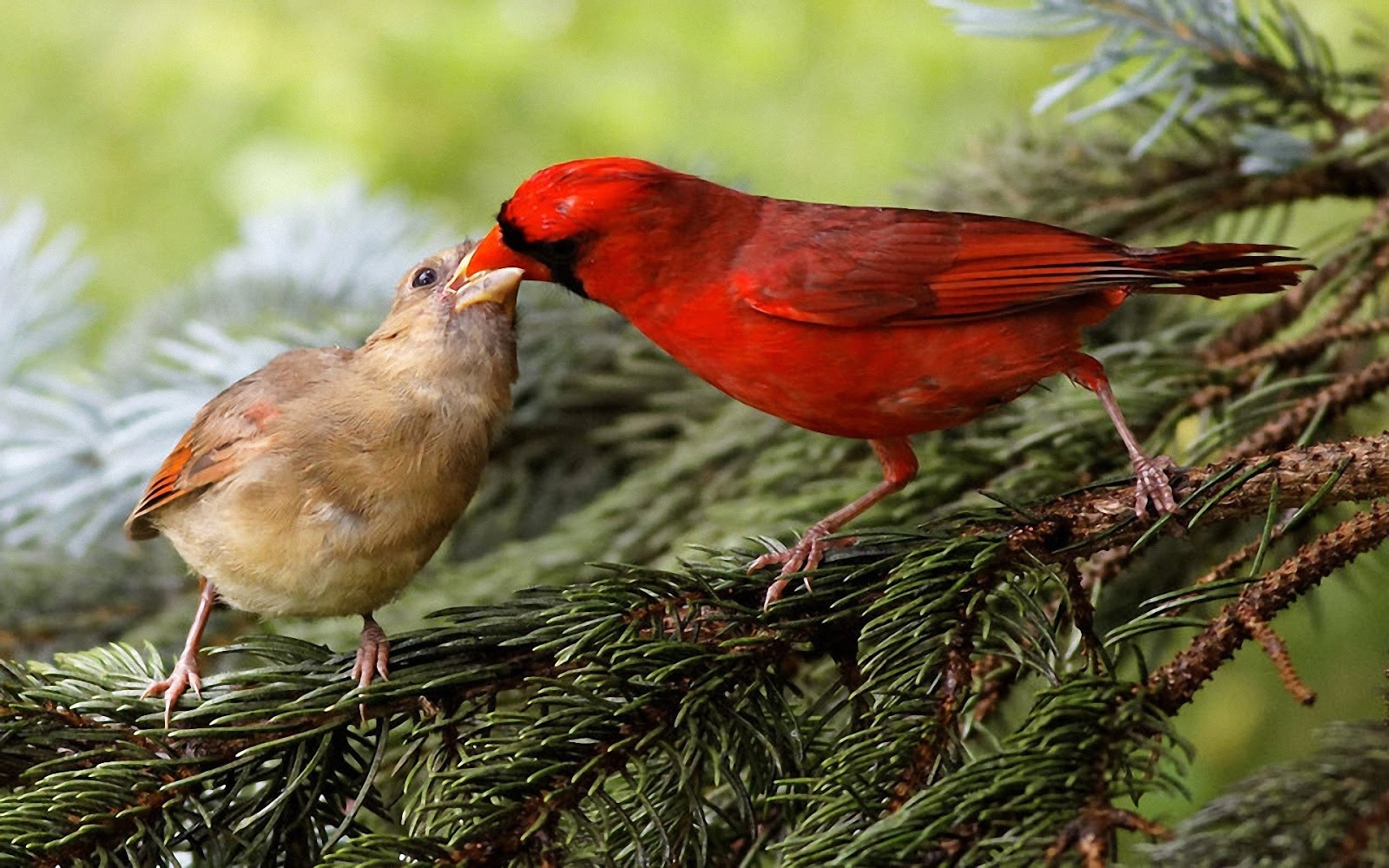 The Attractive Northern Cardinals birds