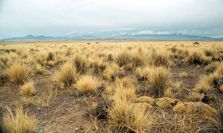El GAUCHOGUACHO: Tapado con Pasto Puna (Milonga corralera)