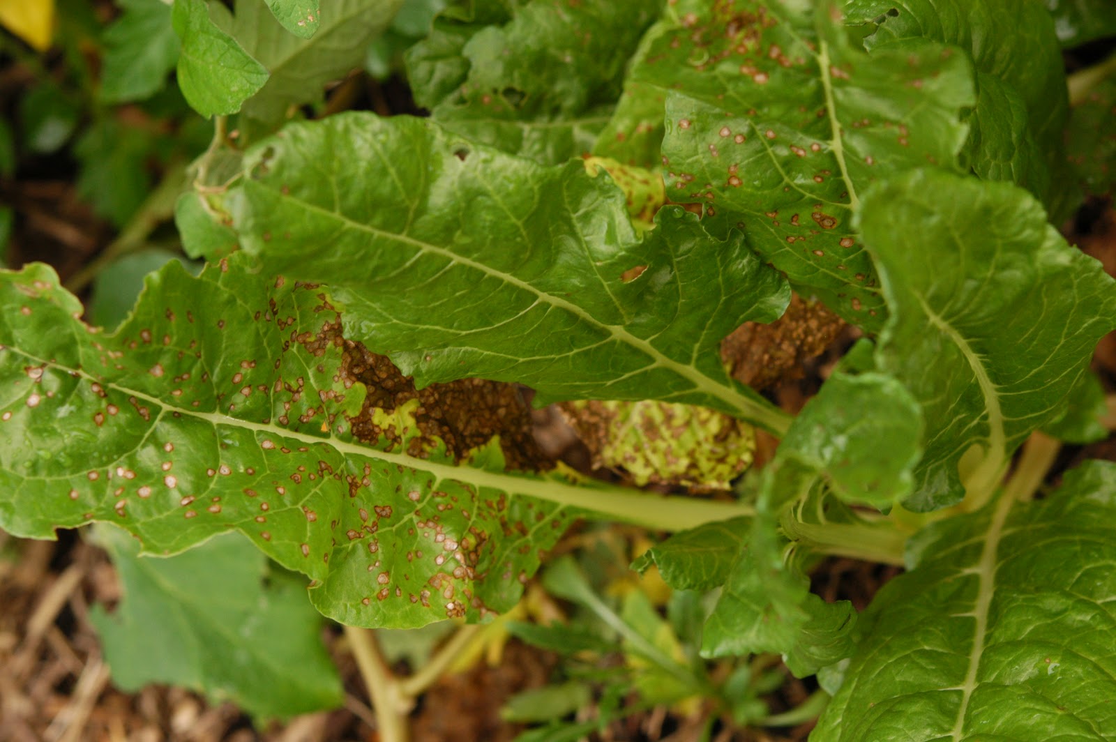 Real World Gardener: Solving Gardening Pest and Fungal Problems