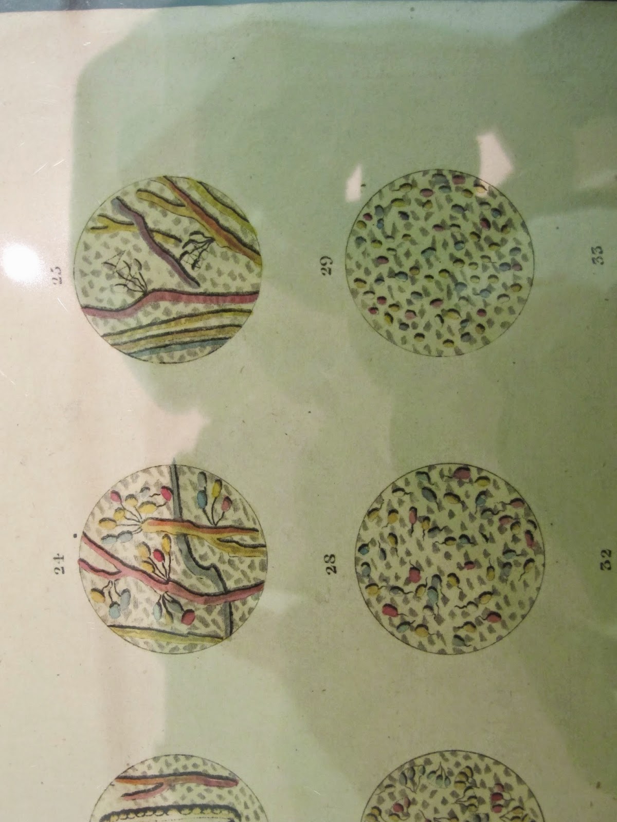 MAD: Blythe House: A Microscopic View of the Different Animalcules