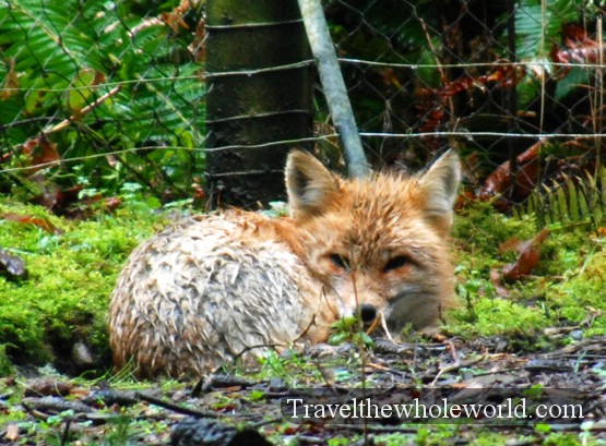 Does the Seattle area get red foxes? This is a mystery worth ...