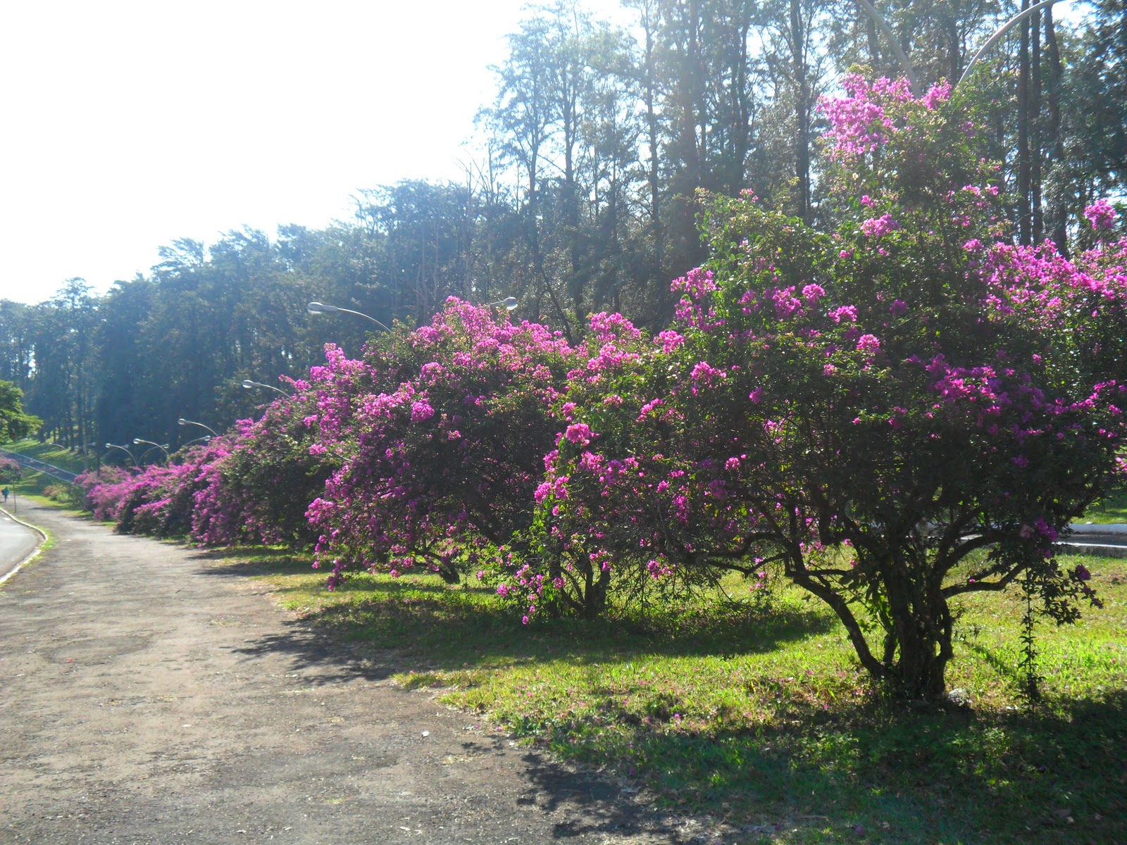 Instituto da Árvore: PRIMAVERA