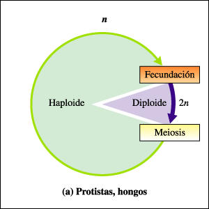 ciclo de vida haploide: cliclo de vida