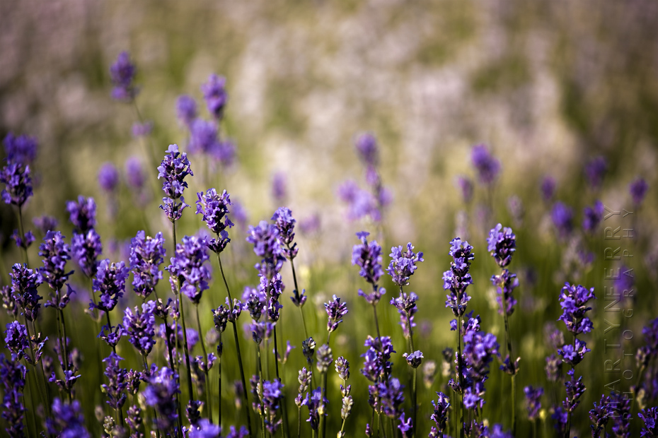 Photo journal of sorts: Extreme apertures in the lavender fields
