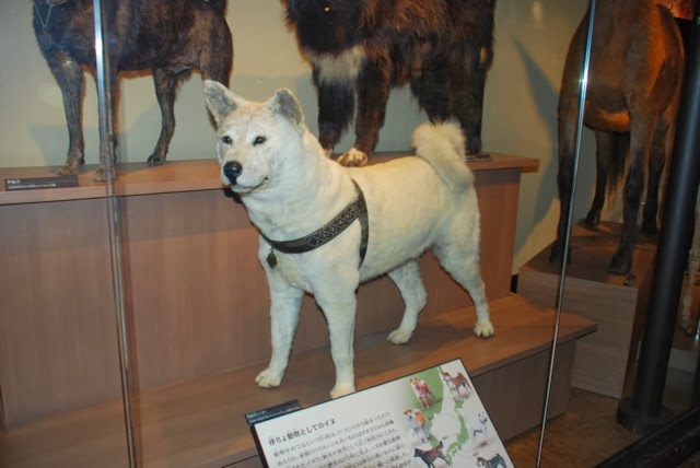 Real Hachiko Stuffed