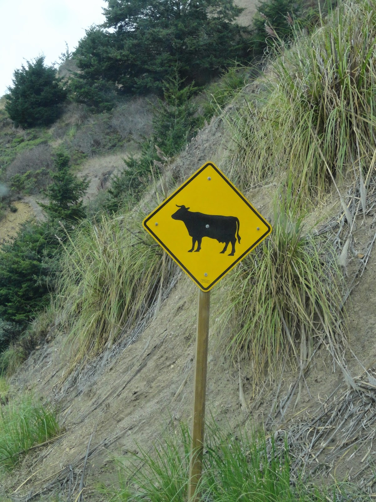 I Care I Cure I Cycle: Gnarly, Man, Gnarly!