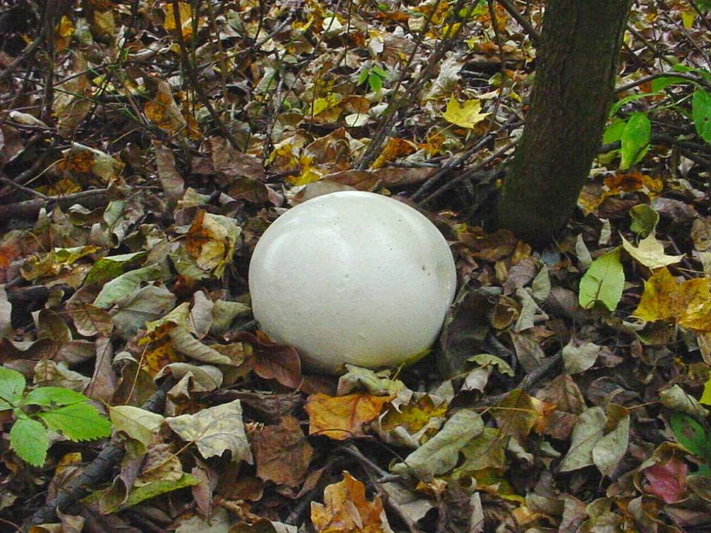 The Giant Puffball: Nature’s Orbicular Idiosyncrasy ~ Kuriositas