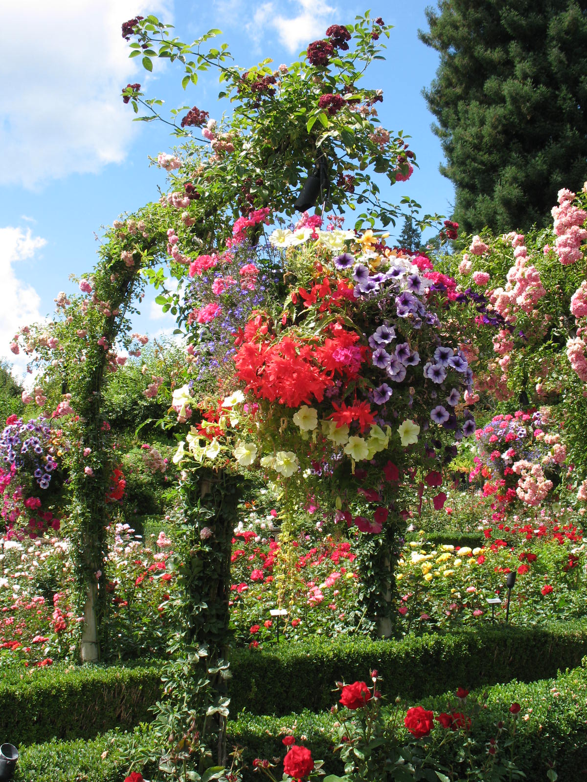 Miss Bloomers : Butchart Rose Gardens