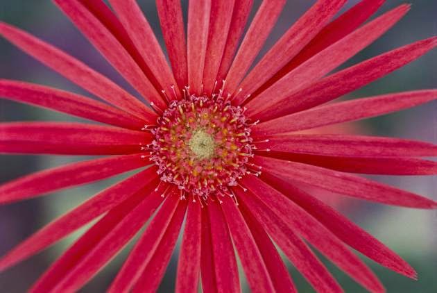 gerberas: VARIEDADES DE GERBERAS