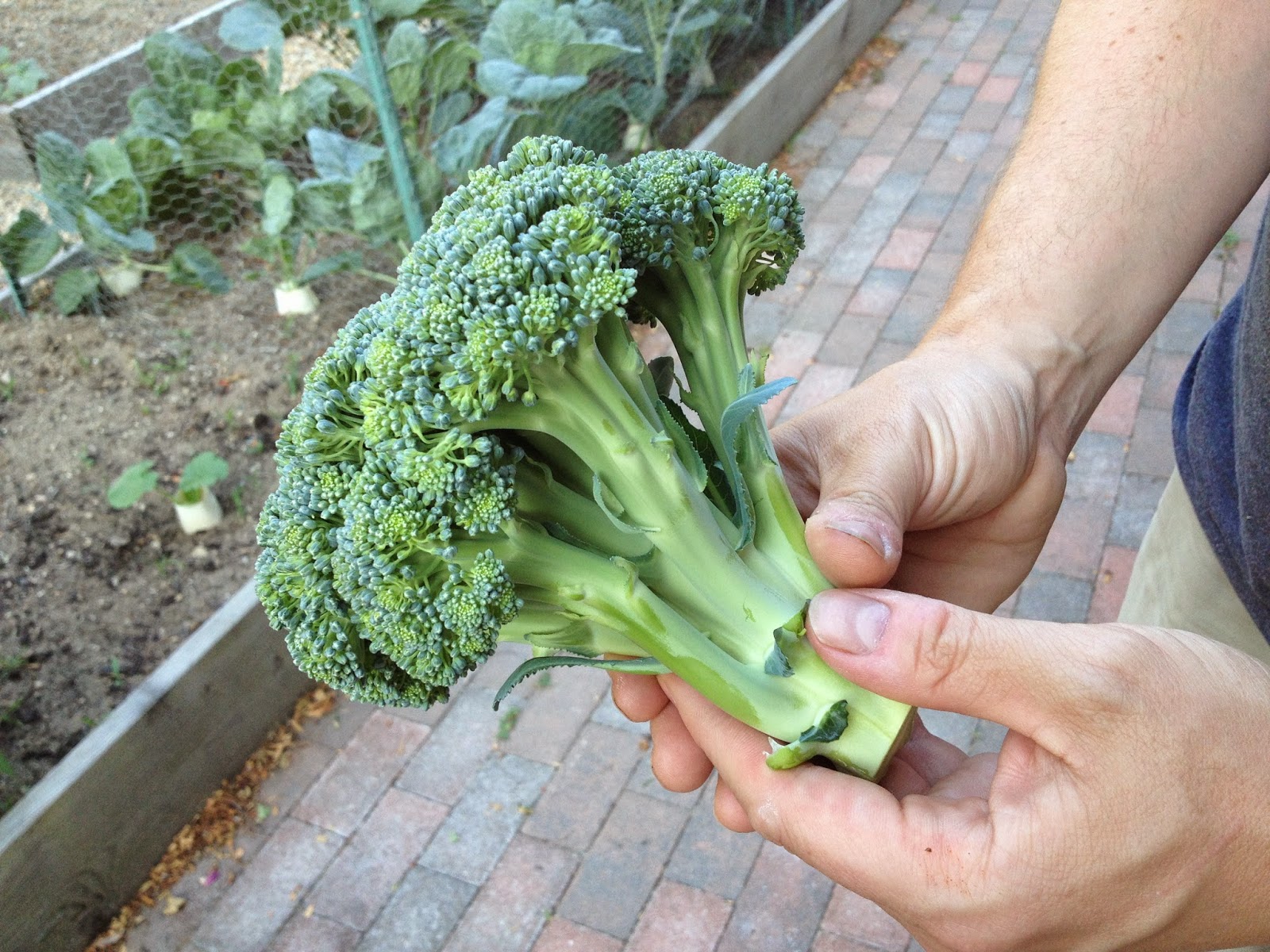 Big, Beautiful Broccoli!