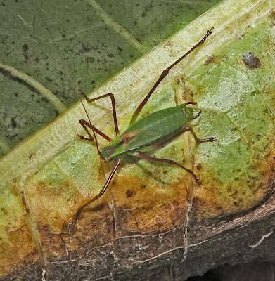 BunyipCo: September 2013